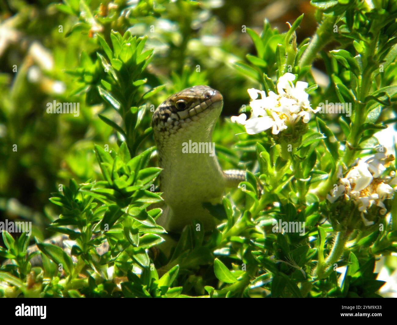 Cape Skink (Trachylepis capensis Stock Photo - Alamy