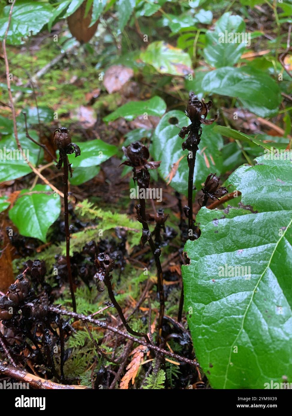 Ghost Pipe (Monotropa uniflora Stock Photo - Alamy