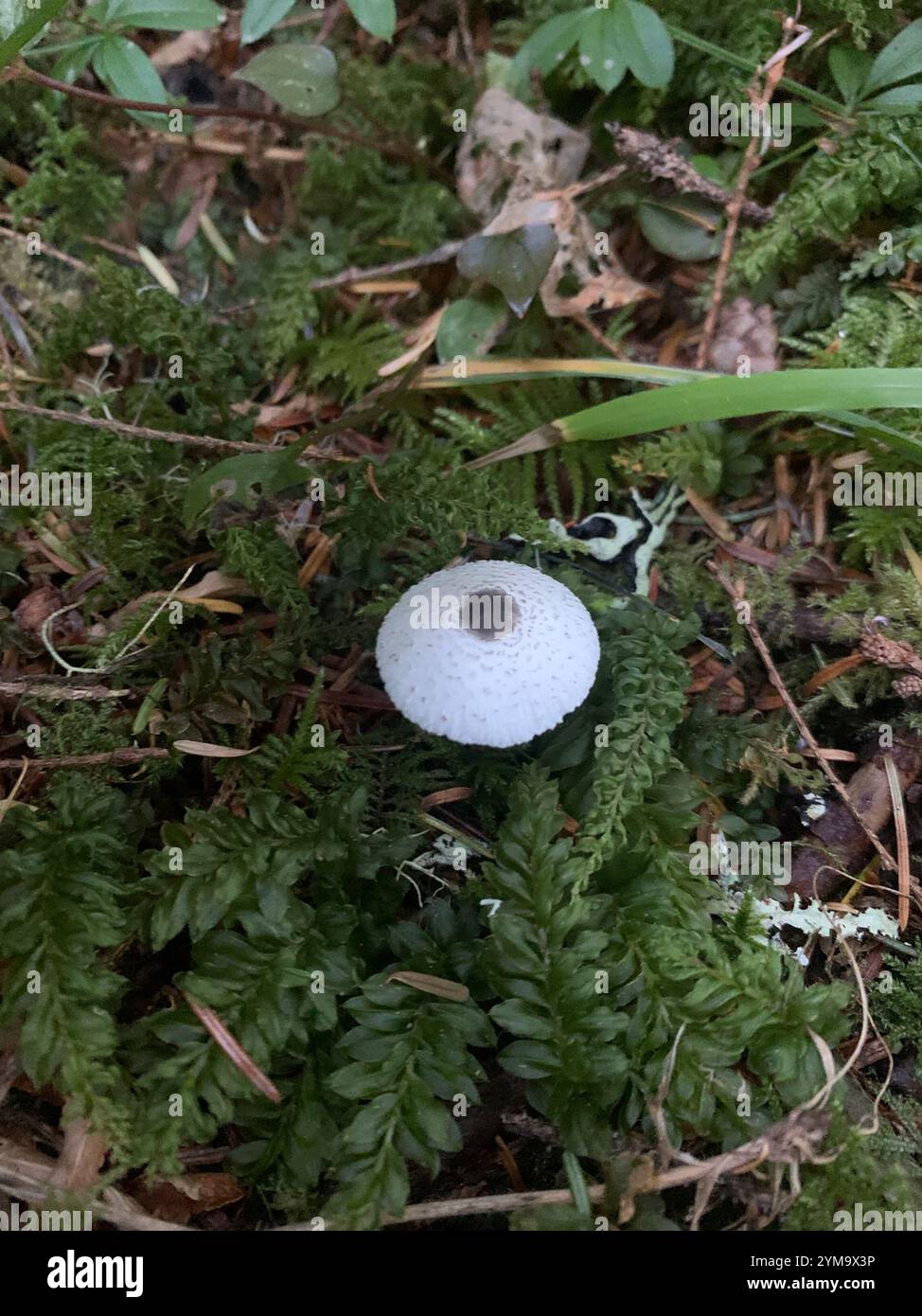 Skullcap Dapperling (Leucocoprinus brebissonii Stock Photo - Alamy