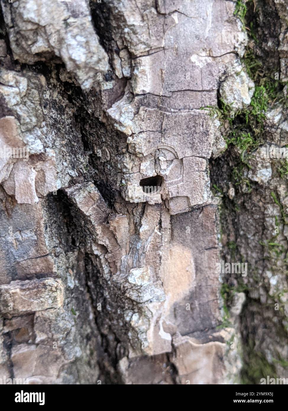 Emerald Ash Borer (Agrilus planipennis Stock Photo - Alamy