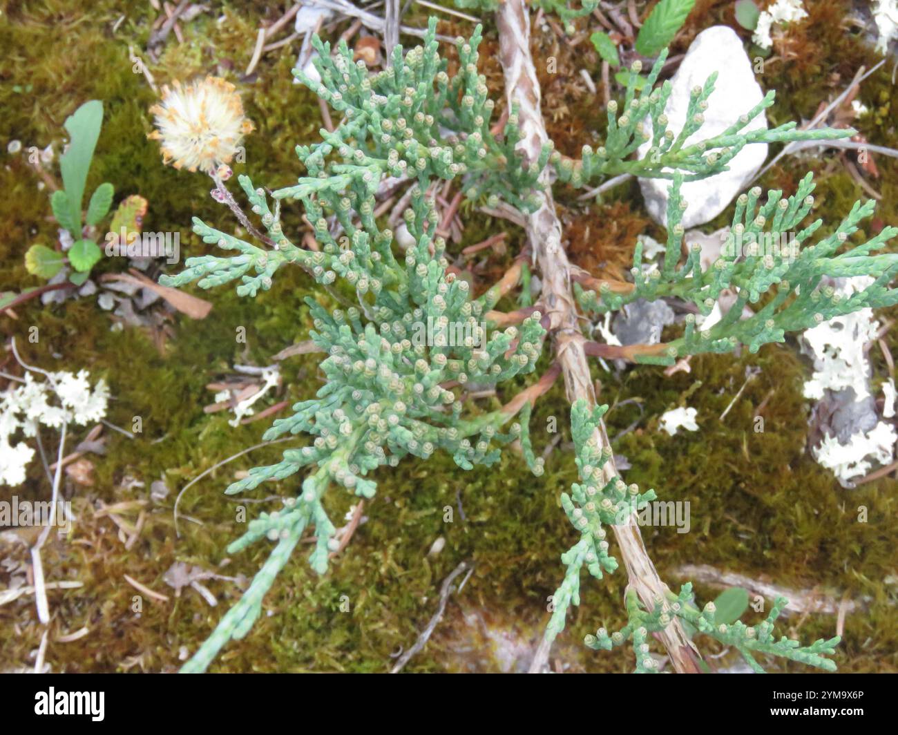 creeping juniper (Juniperus horizontalis Stock Photo - Alamy