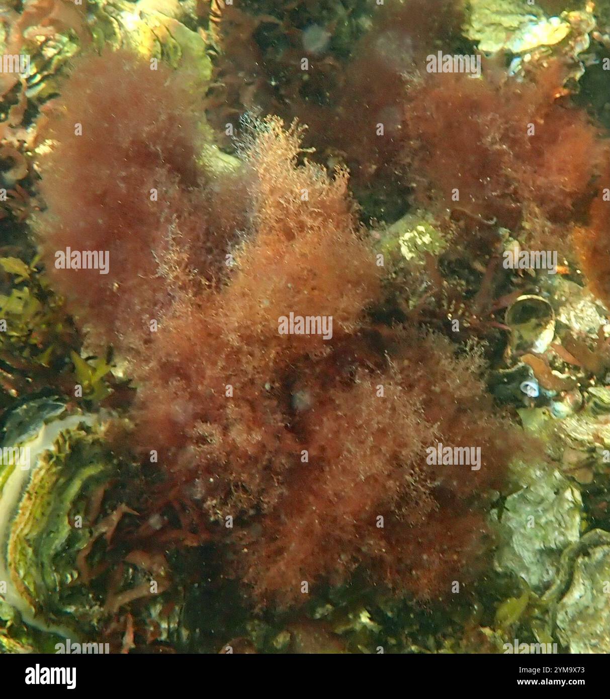 red algae (Rhodophyta Stock Photo - Alamy