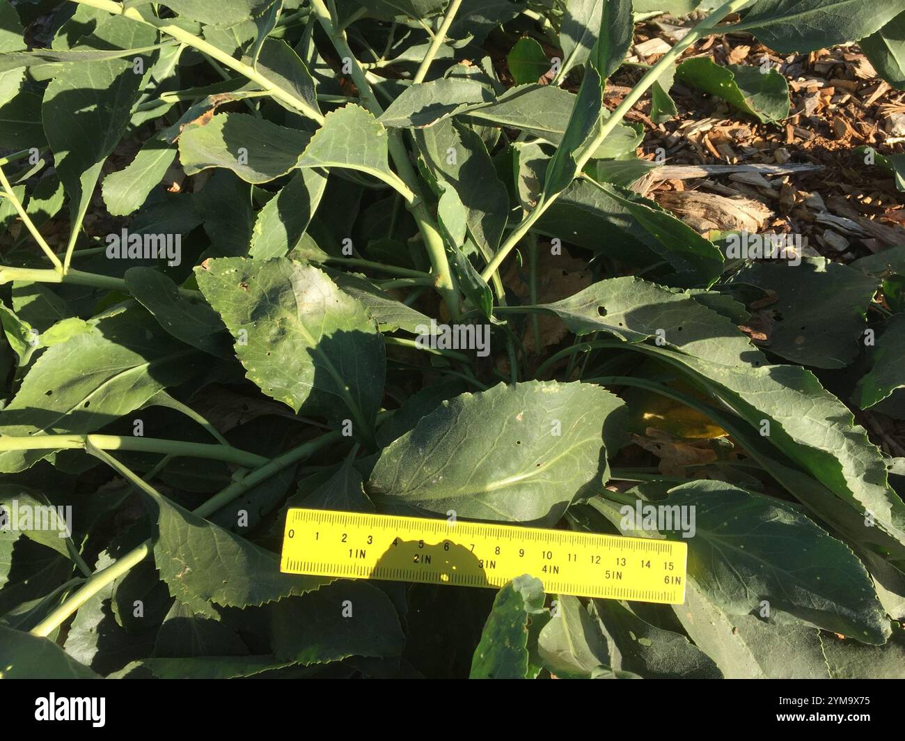 broadleaved pepperweed (Lepidium latifolium Stock Photo - Alamy