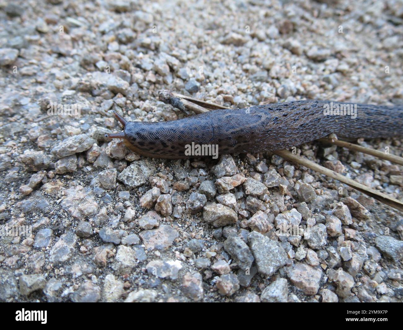 Leopard Slug (Limax maximus Stock Photo - Alamy