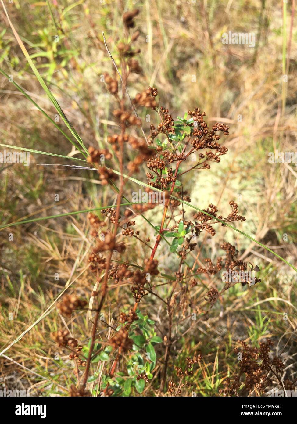 Hairy Pinweed (Lechea mucronata Stock Photo - Alamy