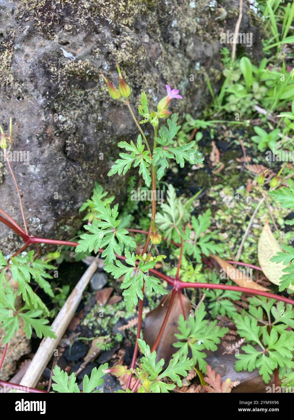 Little-Robin (Geranium purpureum Stock Photo - Alamy