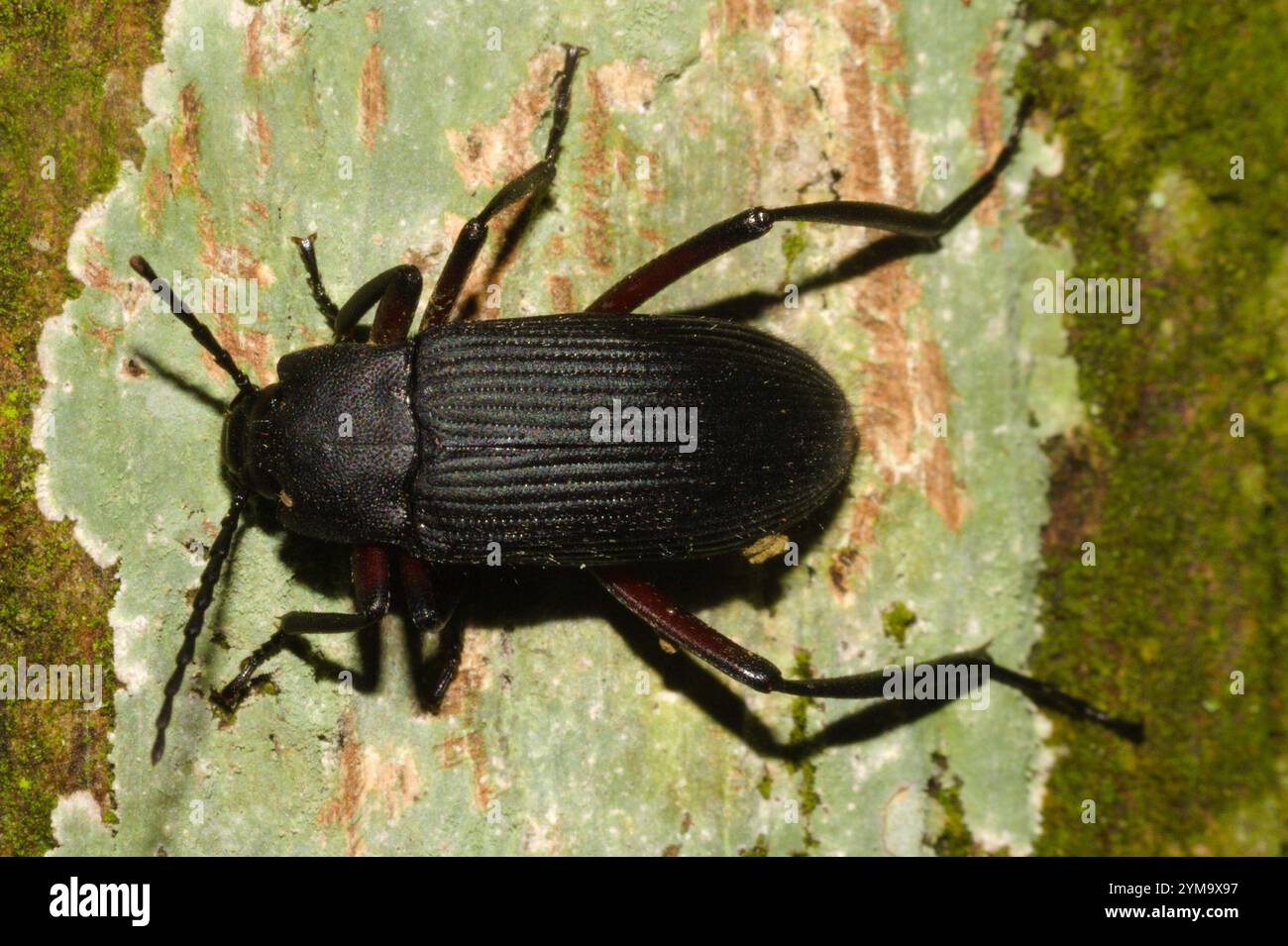 Darkling Beetles (Tenebrionidae Stock Photo - Alamy