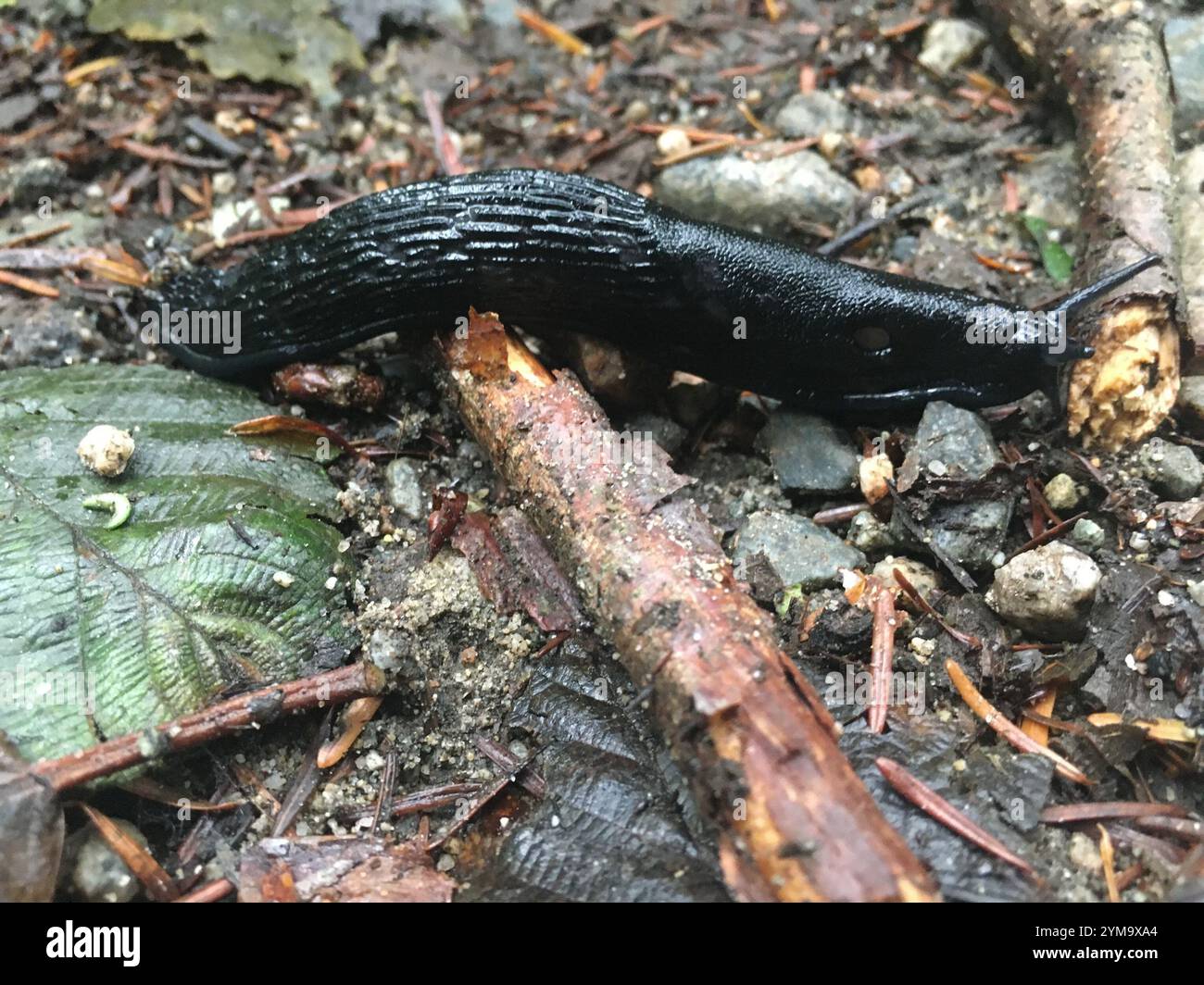 Arion Slugs (Arion Stock Photo - Alamy