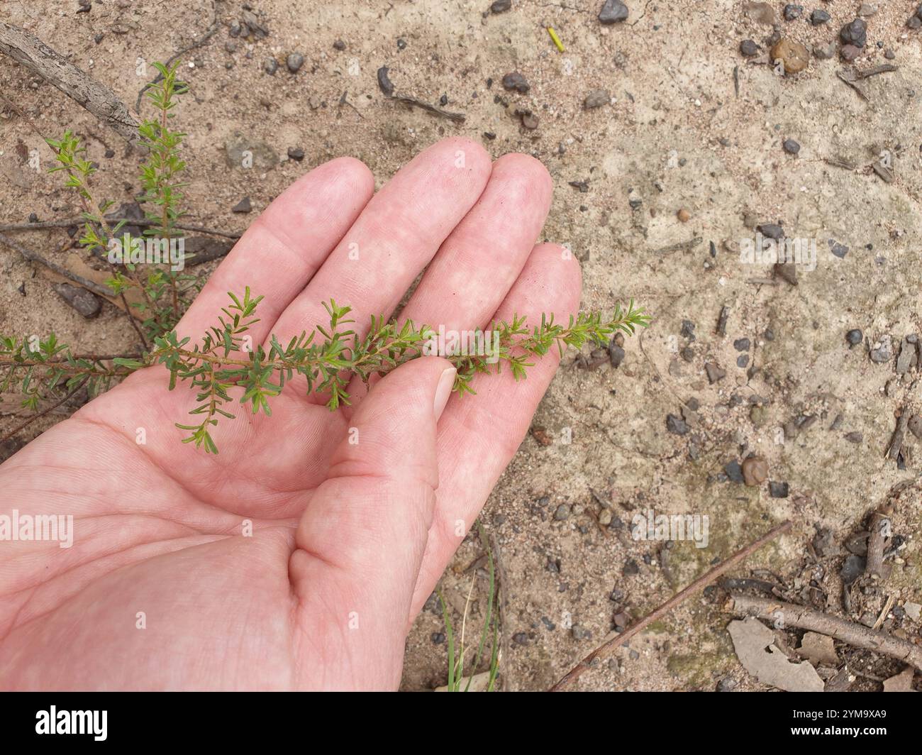 Hairy Bush-pea (Pultenaea villosa Stock Photo - Alamy