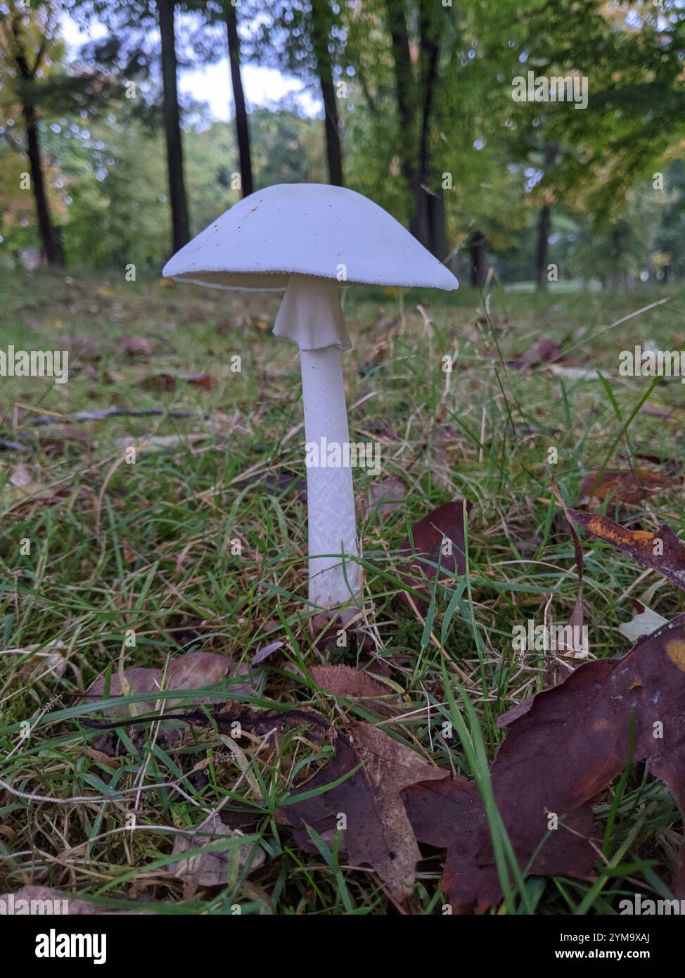 Eastern North American Destroying Angel (Amanita bisporigera Stock ...