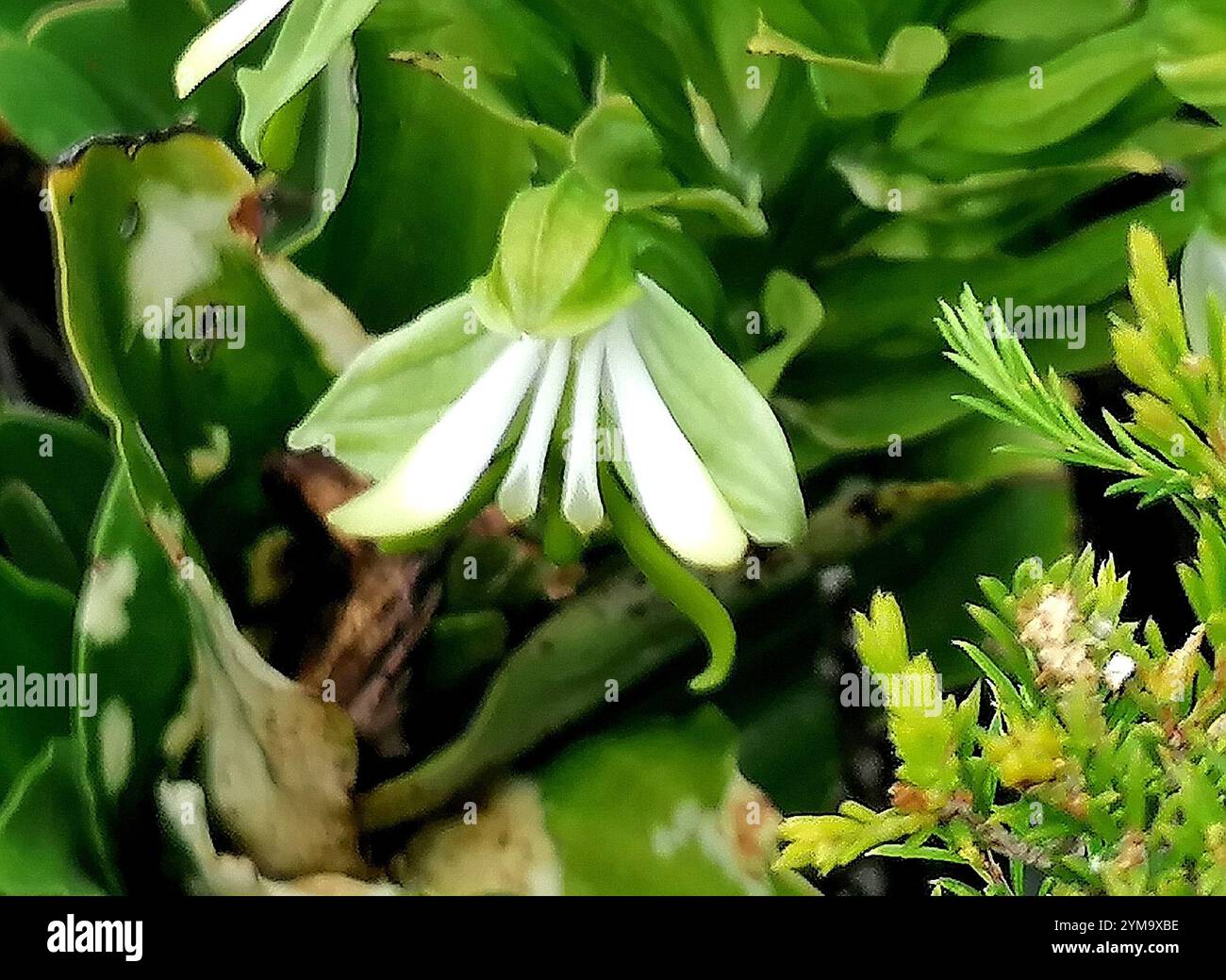 Bonatea hi-res stock photography and images - Alamy