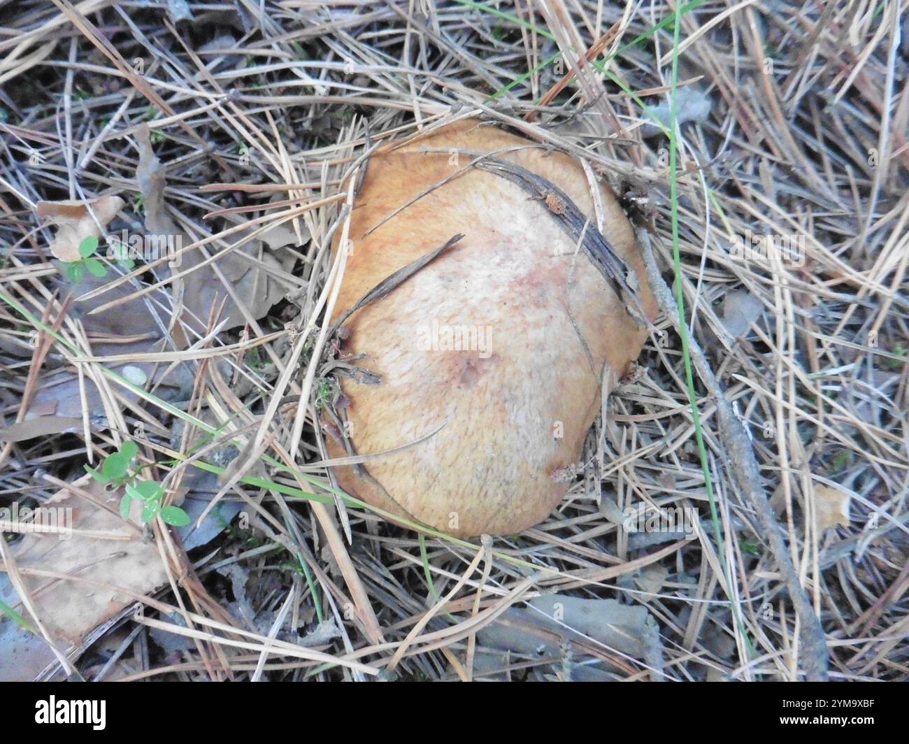 Purple-veiled Slippery Jack (Suillus luteus Stock Photo - Alamy