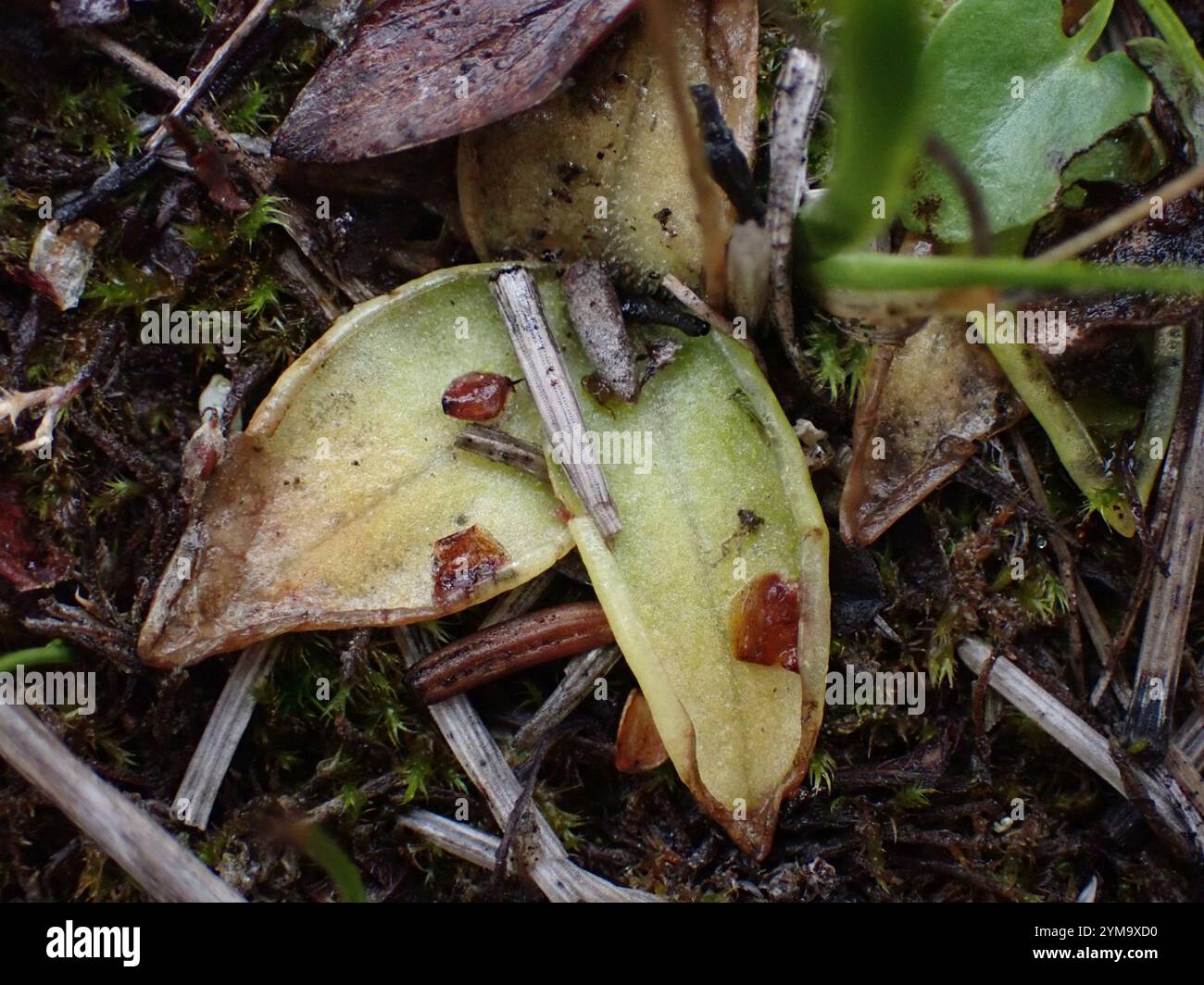 Common Butterwort (Pinguicula vulgaris Stock Photo - Alamy