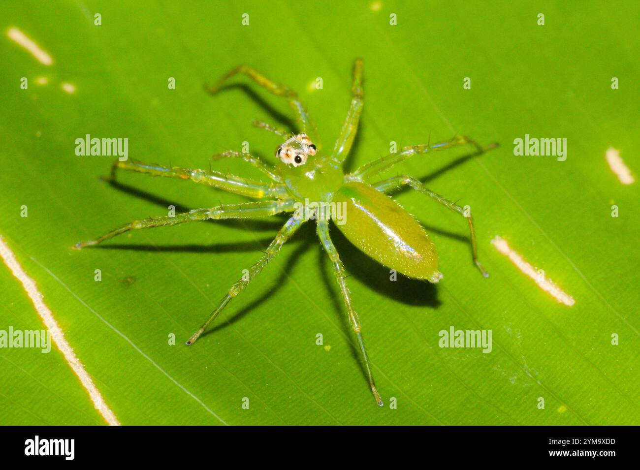 Translucent Green Jumping Spiders (Lyssomanes Stock Photo - Alamy