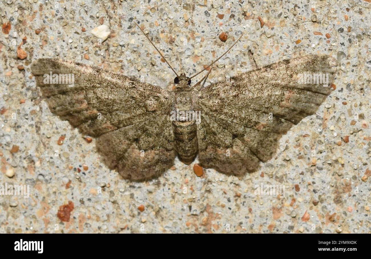 Texas Gray (Glenoides texanaria Stock Photo - Alamy