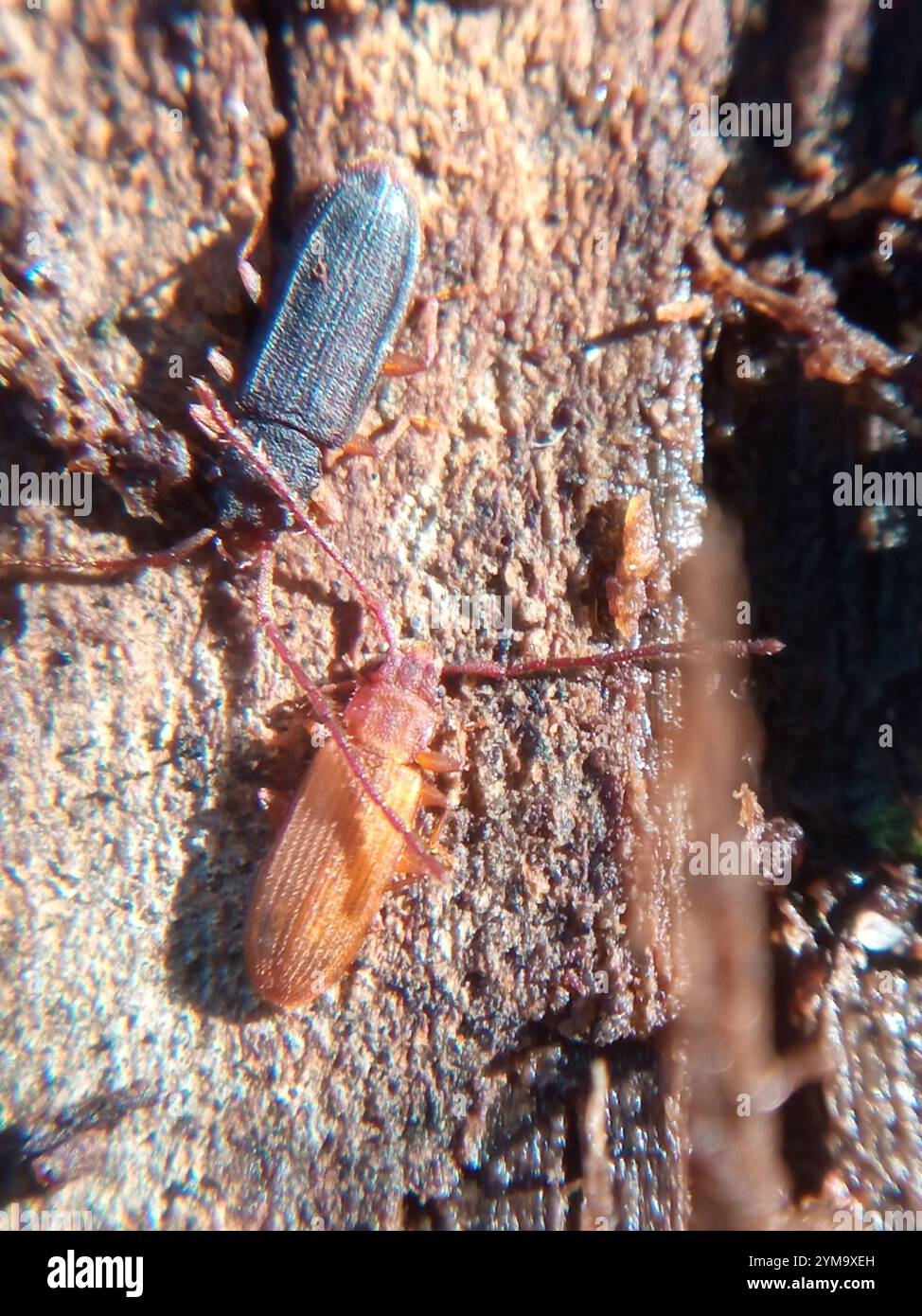 Uleiota planata hi-res stock photography and images - Alamy