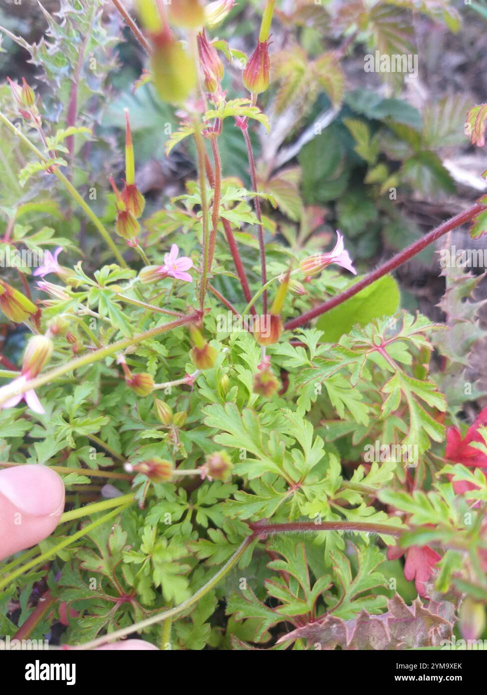 Little-Robin (Geranium purpureum Stock Photo - Alamy