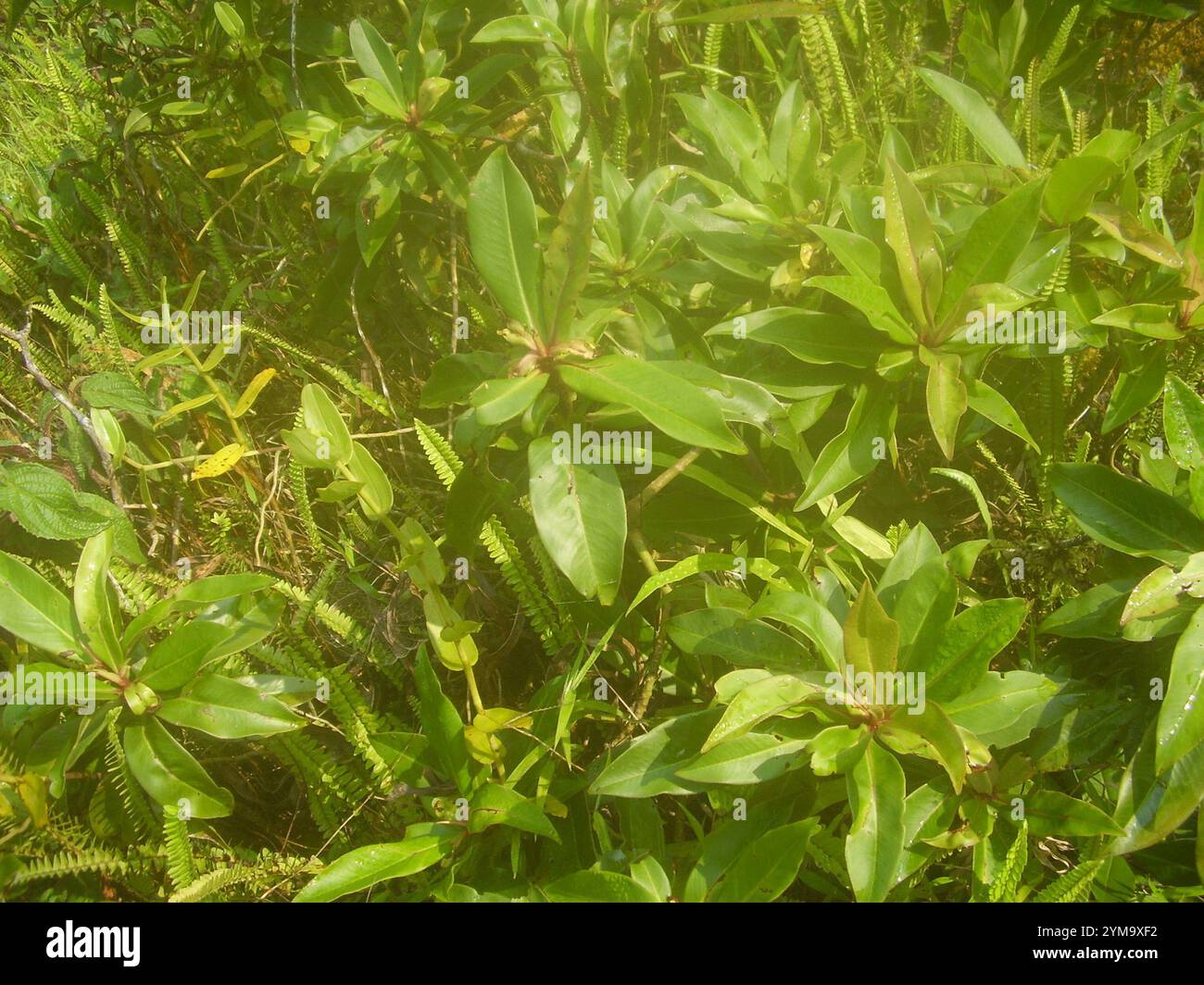 Cape beech (Rapanea melanophloeos Stock Photo - Alamy