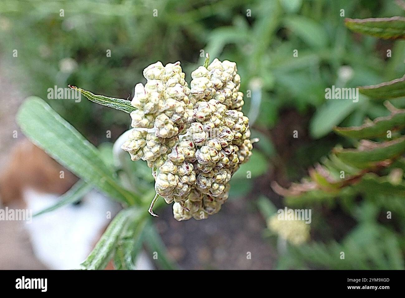 Kooigoed Everlasting (Helichrysum odoratissimum Stock Photo - Alamy