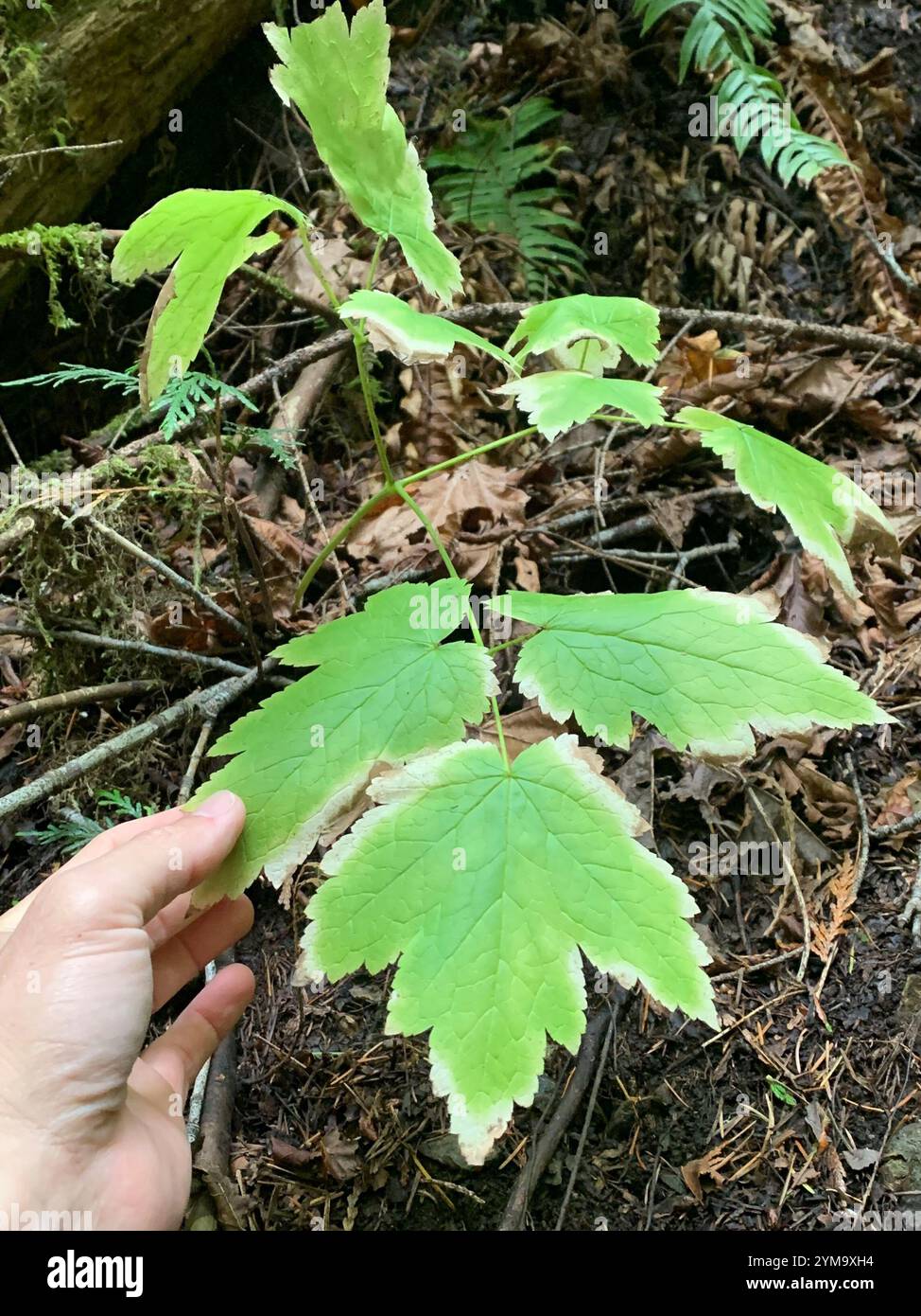 Tall Bugbane (Actaea elata Stock Photo - Alamy