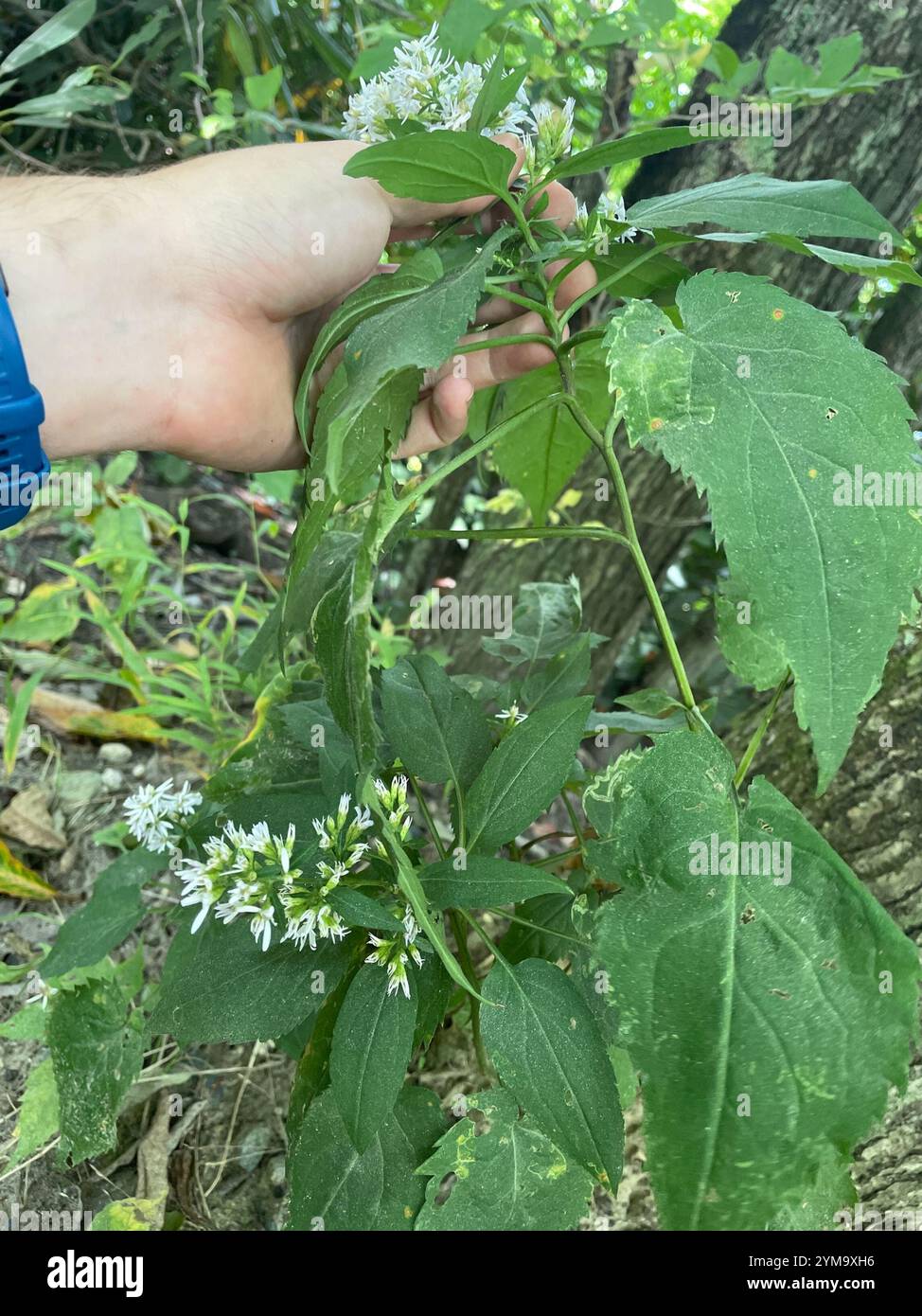 Arrow-leaved Aster (Symphyotrichum urophyllum Stock Photo - Alamy