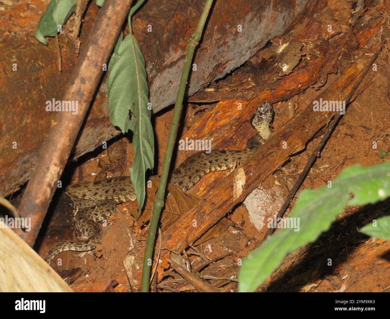 Common Lancehead (Bothrops atrox Stock Photo - Alamy
