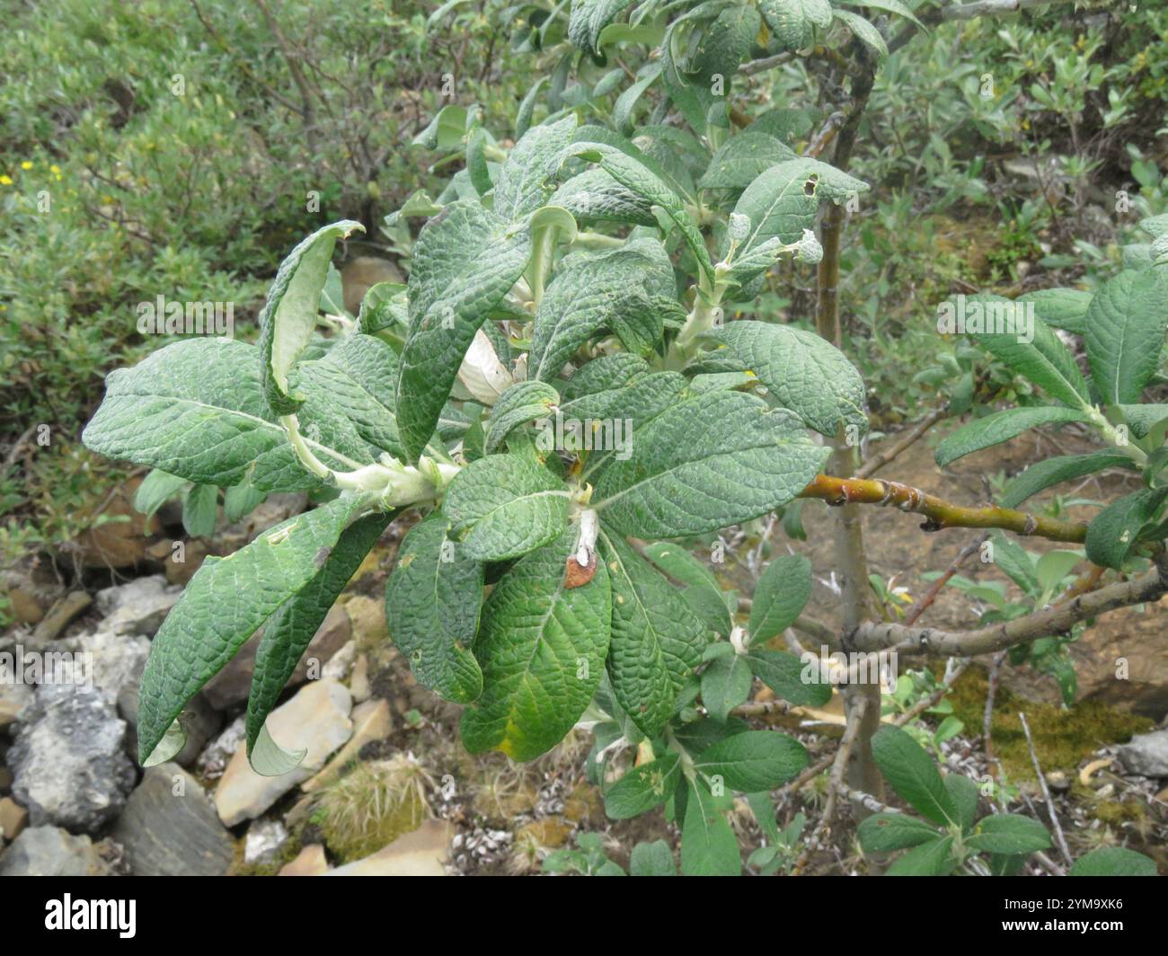 Alaska willow (Salix alaxensis Stock Photo - Alamy
