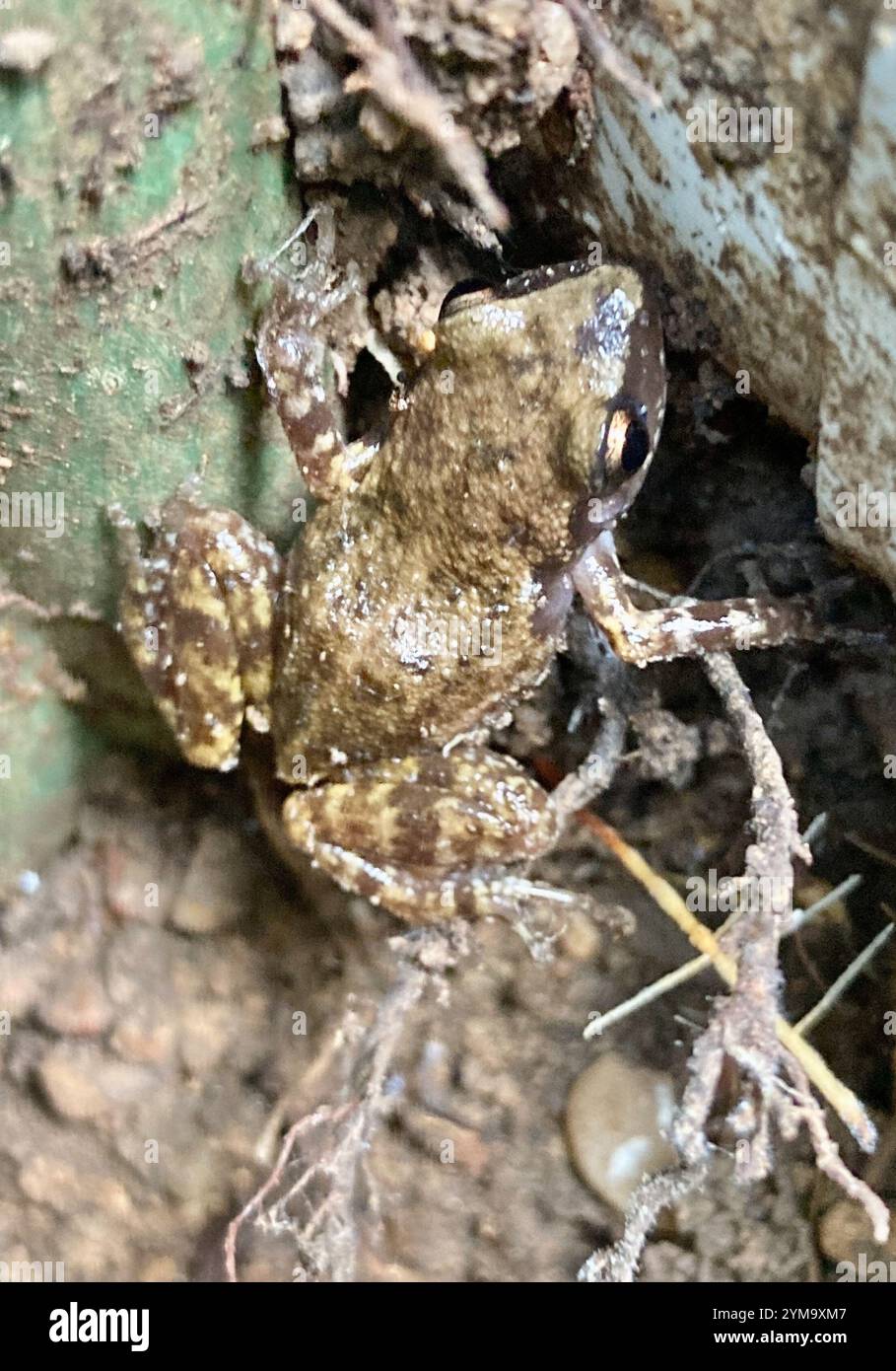 Rio Grande Chirping Frog (Eleutherodactylus campi Stock Photo - Alamy