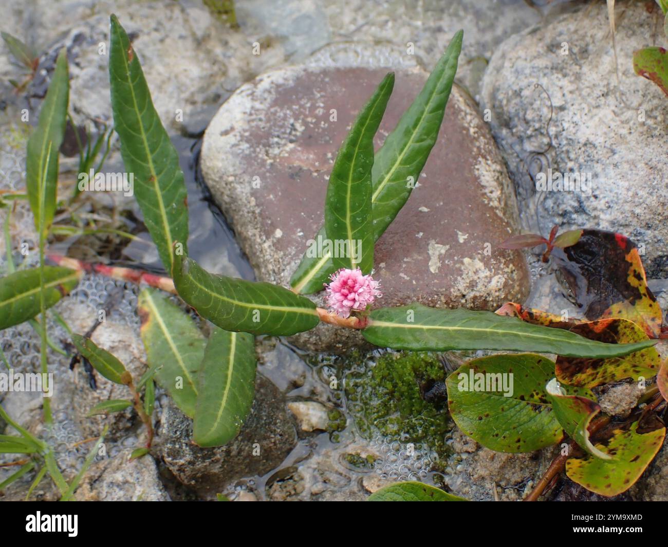 water smartweed (Persicaria amphibia Stock Photo - Alamy