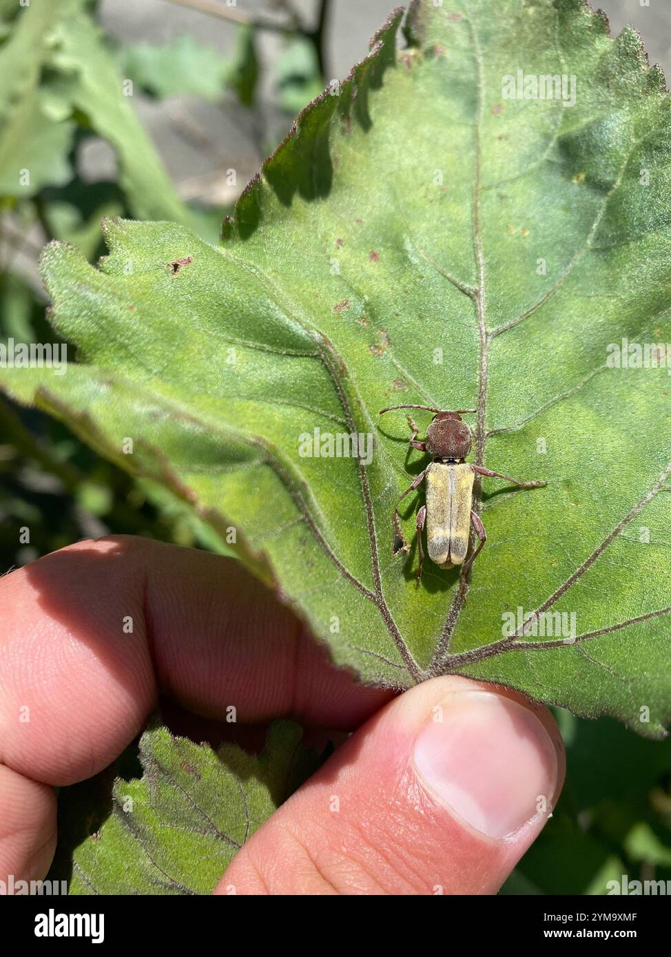 Willow borer hi-res stock photography and images - Alamy