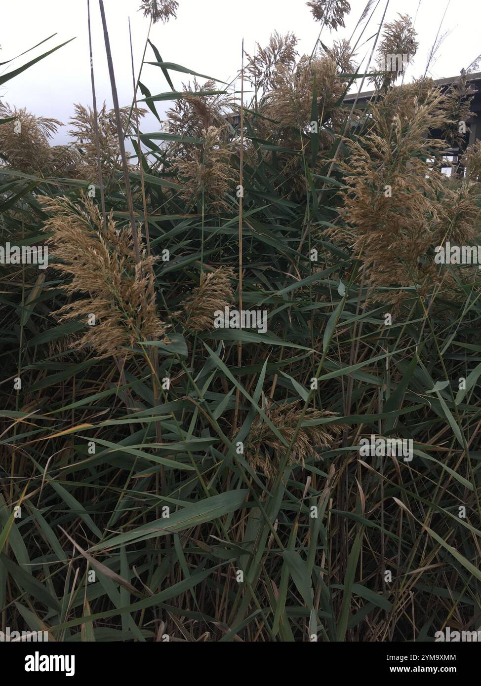 common reed (Phragmites australis Stock Photo - Alamy