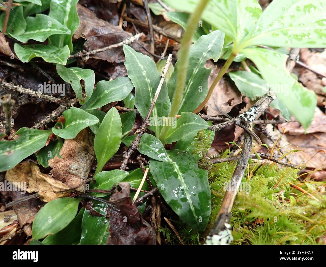 Western Rattlesnake Plantain (Goodyera oblongifolia Stock Photo - Alamy