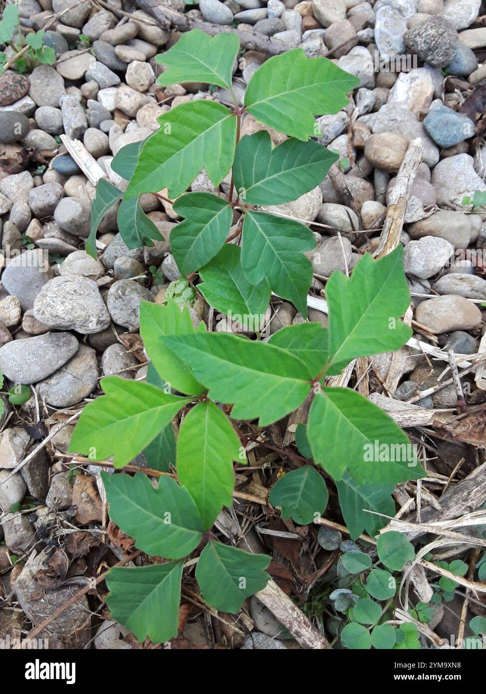 eastern poison ivy (Toxicodendron radicans Stock Photo - Alamy