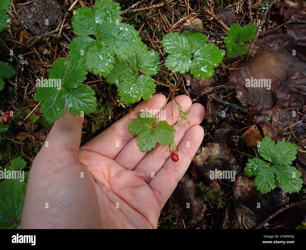 Five-leaf Dwarf Bramble (Rubus pedatus Stock Photo - Alamy