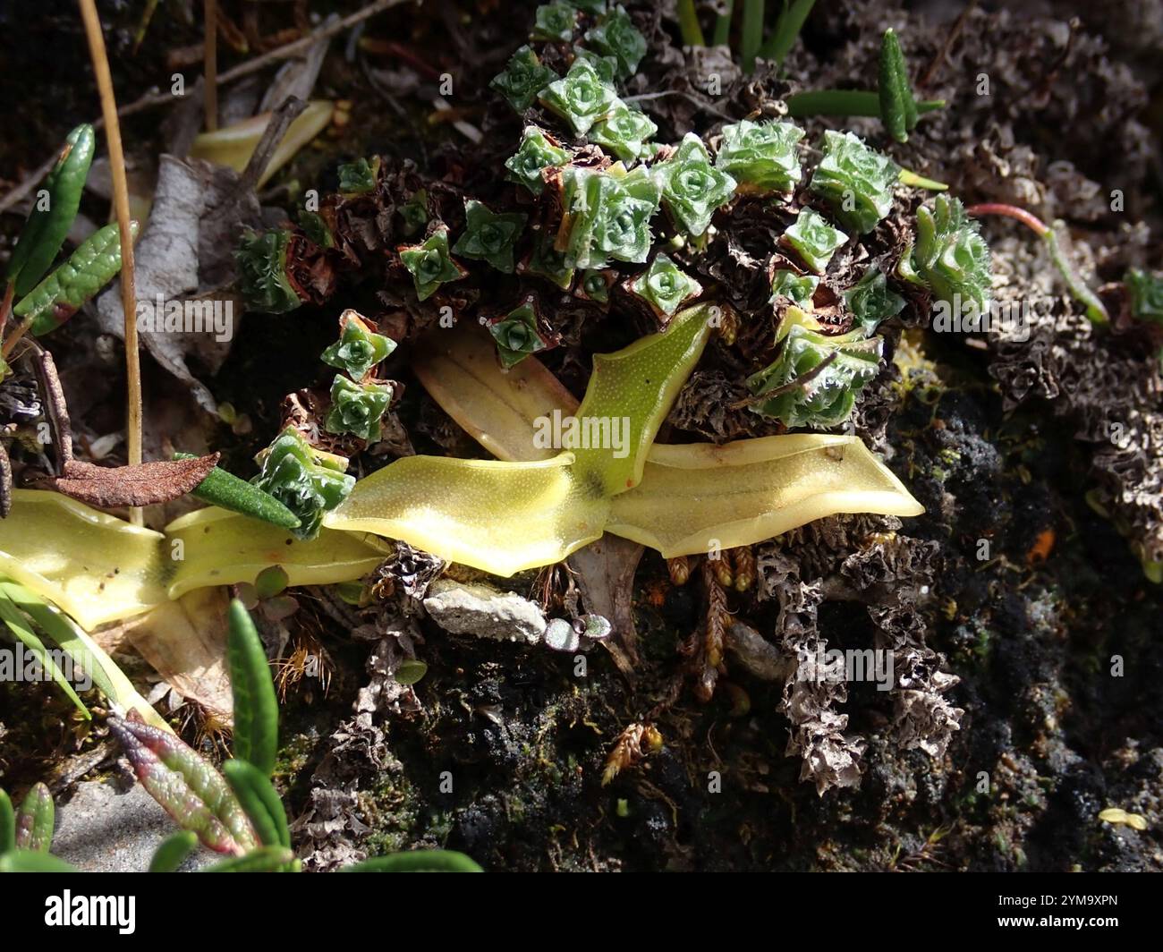 Common Butterwort (Pinguicula vulgaris Stock Photo - Alamy