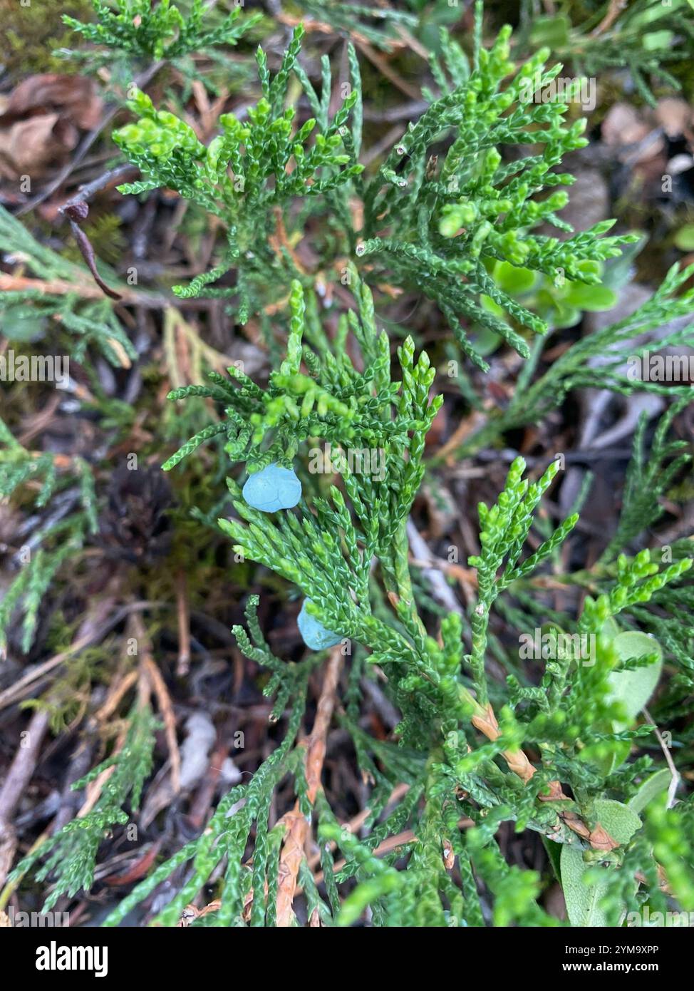 creeping juniper (Juniperus horizontalis Stock Photo - Alamy