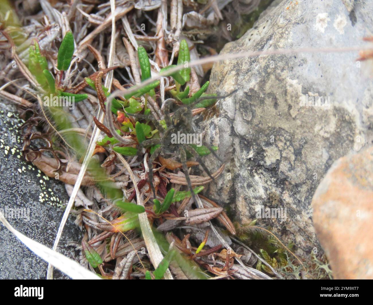 Thin-legged Wolf Spiders (Pardosa Stock Photo - Alamy