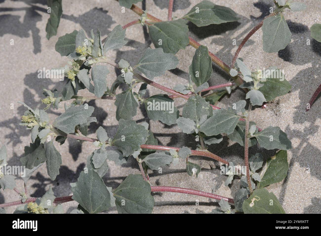 Frosted Orache (Atriplex laciniata Stock Photo - Alamy