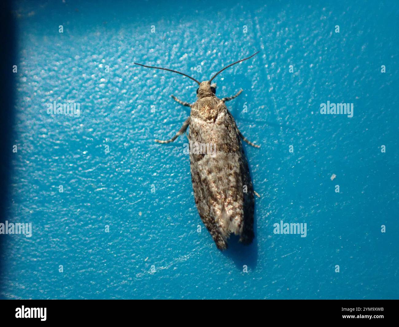 Tortricid Leafroller Moths and Allies (Tortricoidea Stock Photo - Alamy