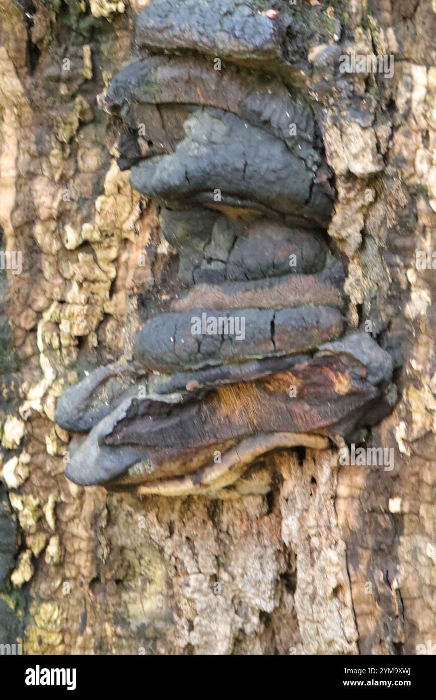 southern bracket (Ganoderma australe Stock Photo - Alamy