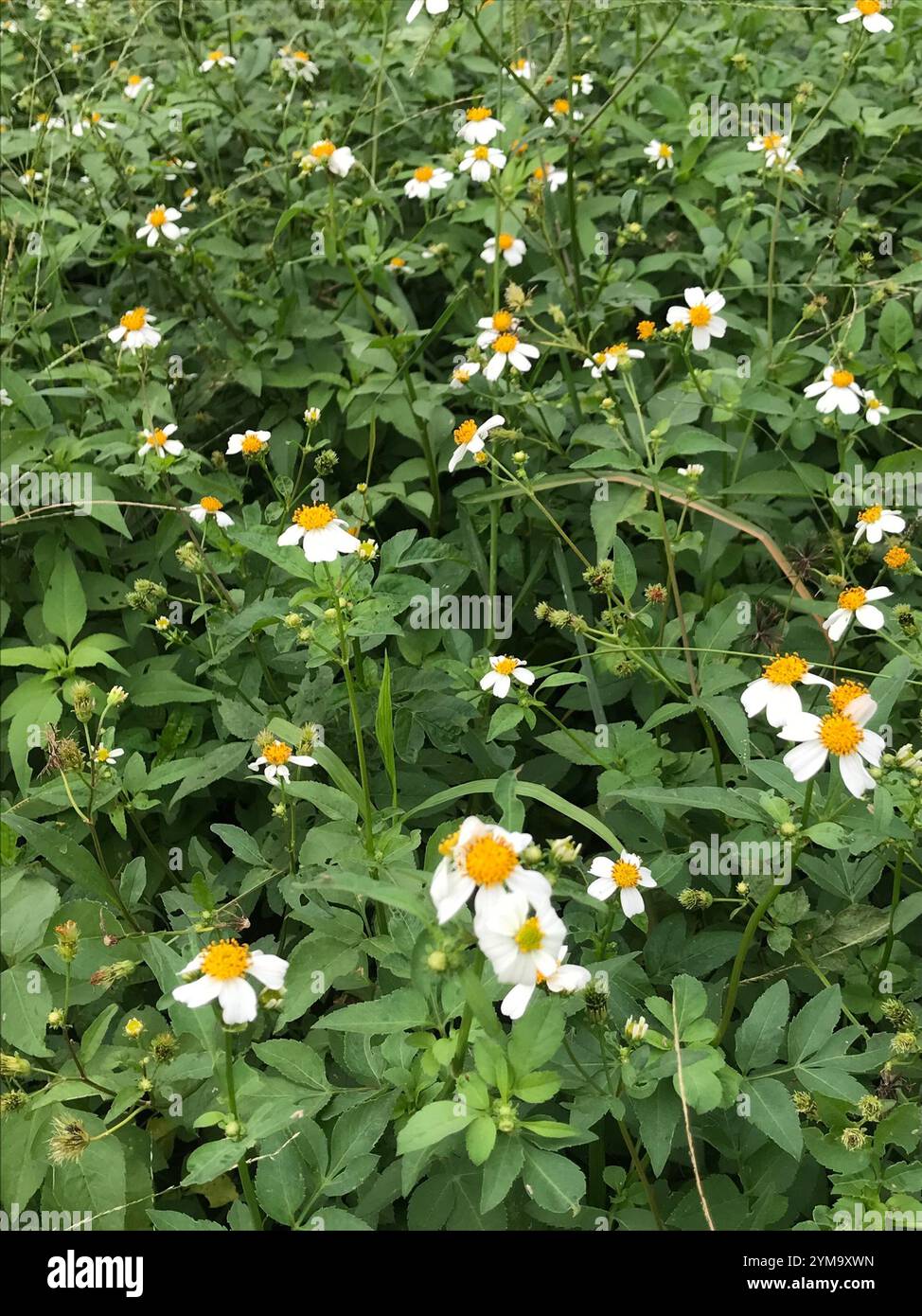 White beggarticks (Bidens alba Stock Photo - Alamy