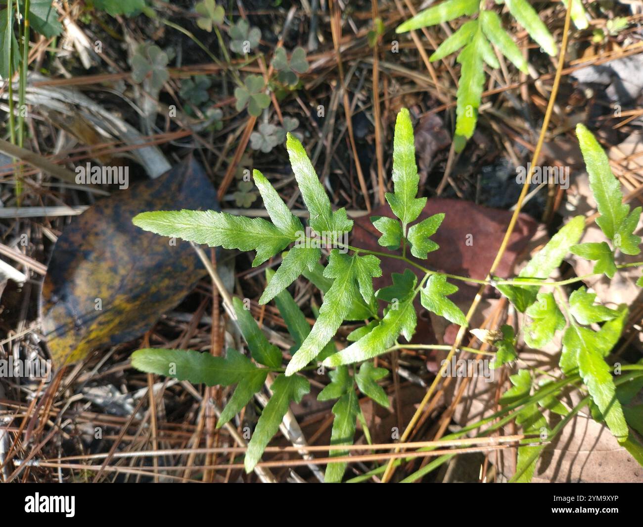Japanese climbing fern (Lygodium japonicum Stock Photo - Alamy