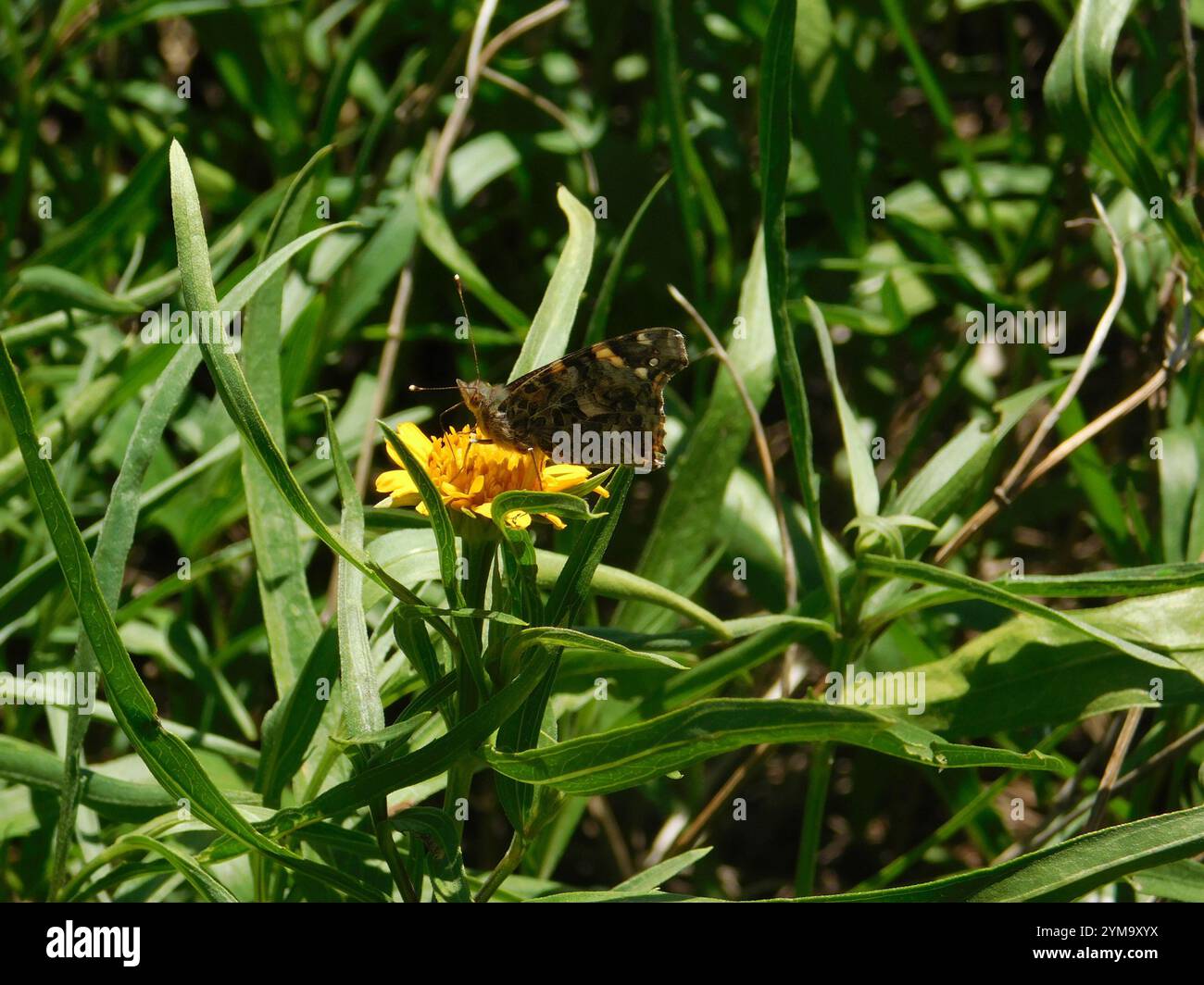 Subtropical Lady (Vanessa carye Stock Photo - Alamy