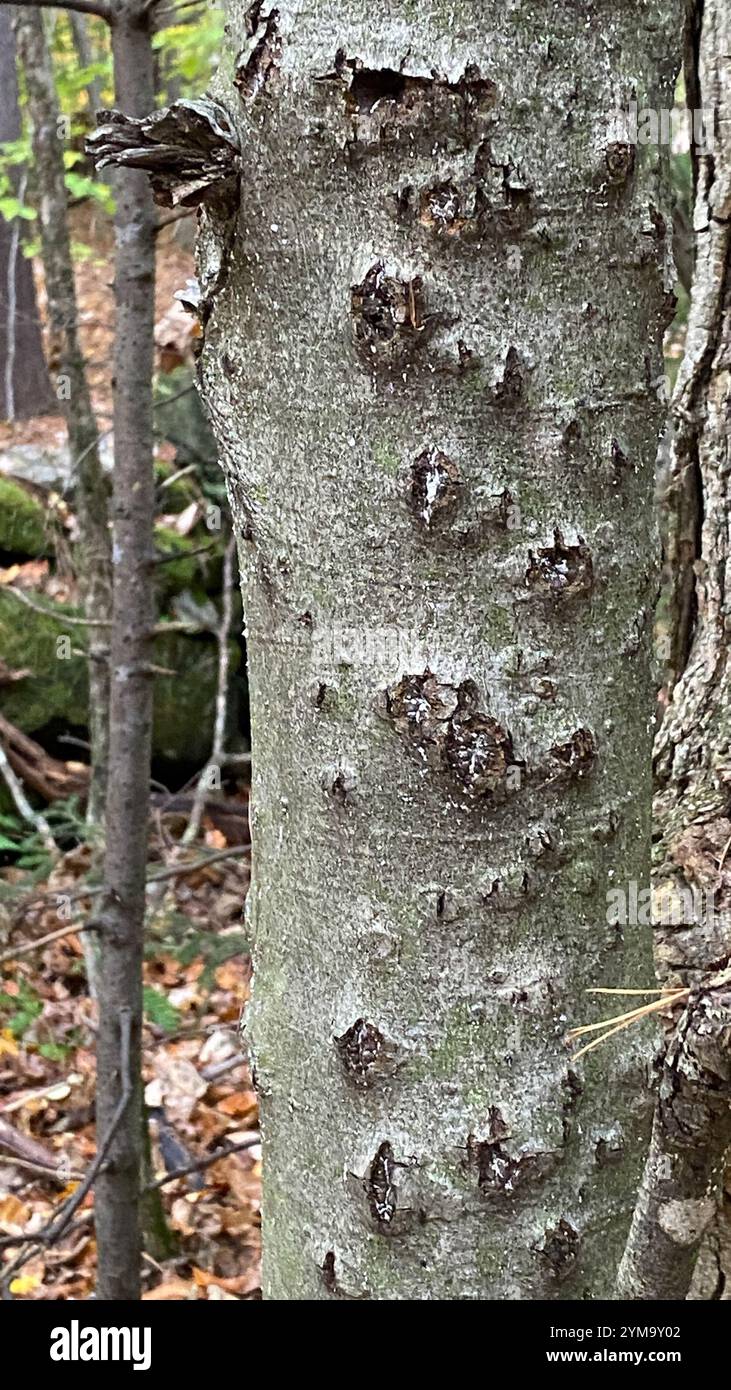 Beech Scale (Cryptococcus fagisuga Stock Photo - Alamy