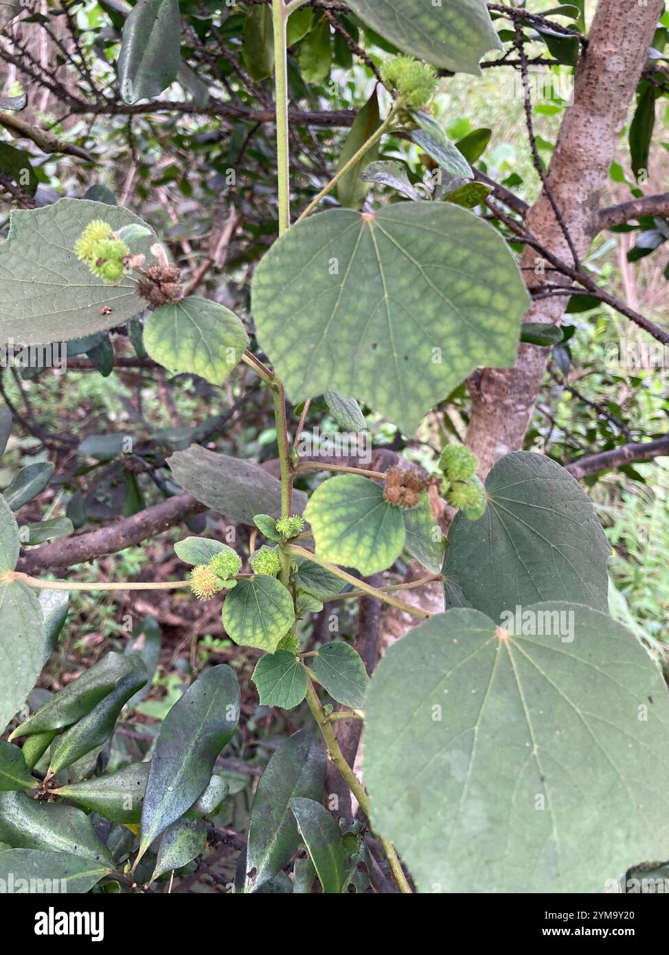 Caesar weed (Urena lobata Stock Photo - Alamy