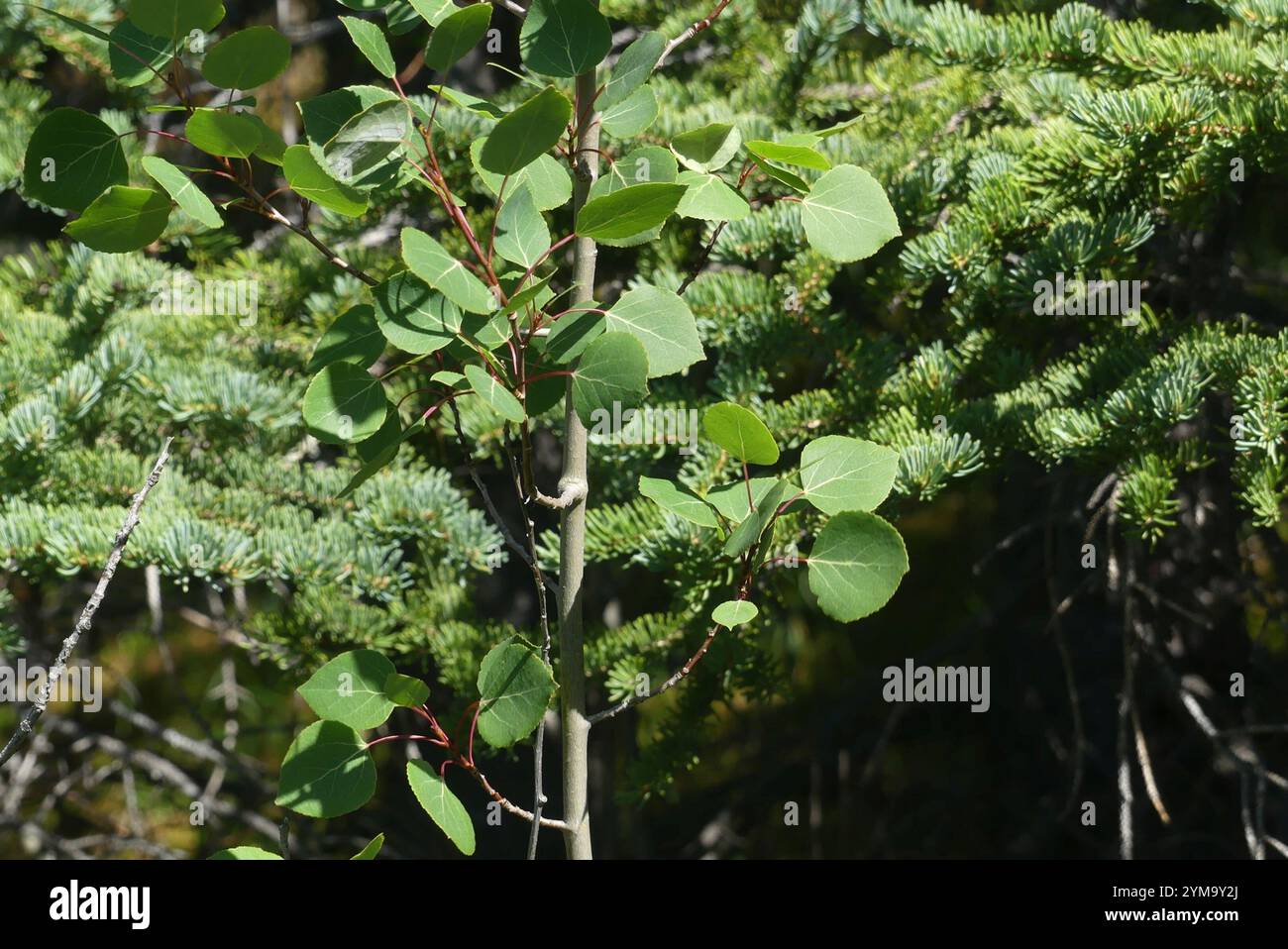 trembling aspen (Populus tremuloides Stock Photo - Alamy