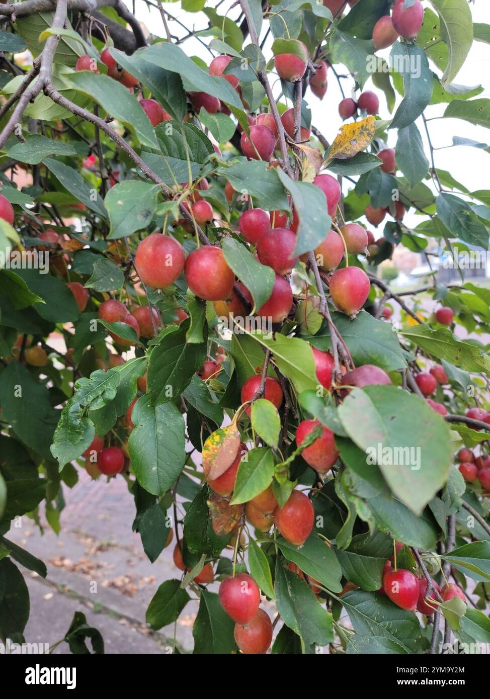 Siberian crabapple (Malus baccata Stock Photo - Alamy