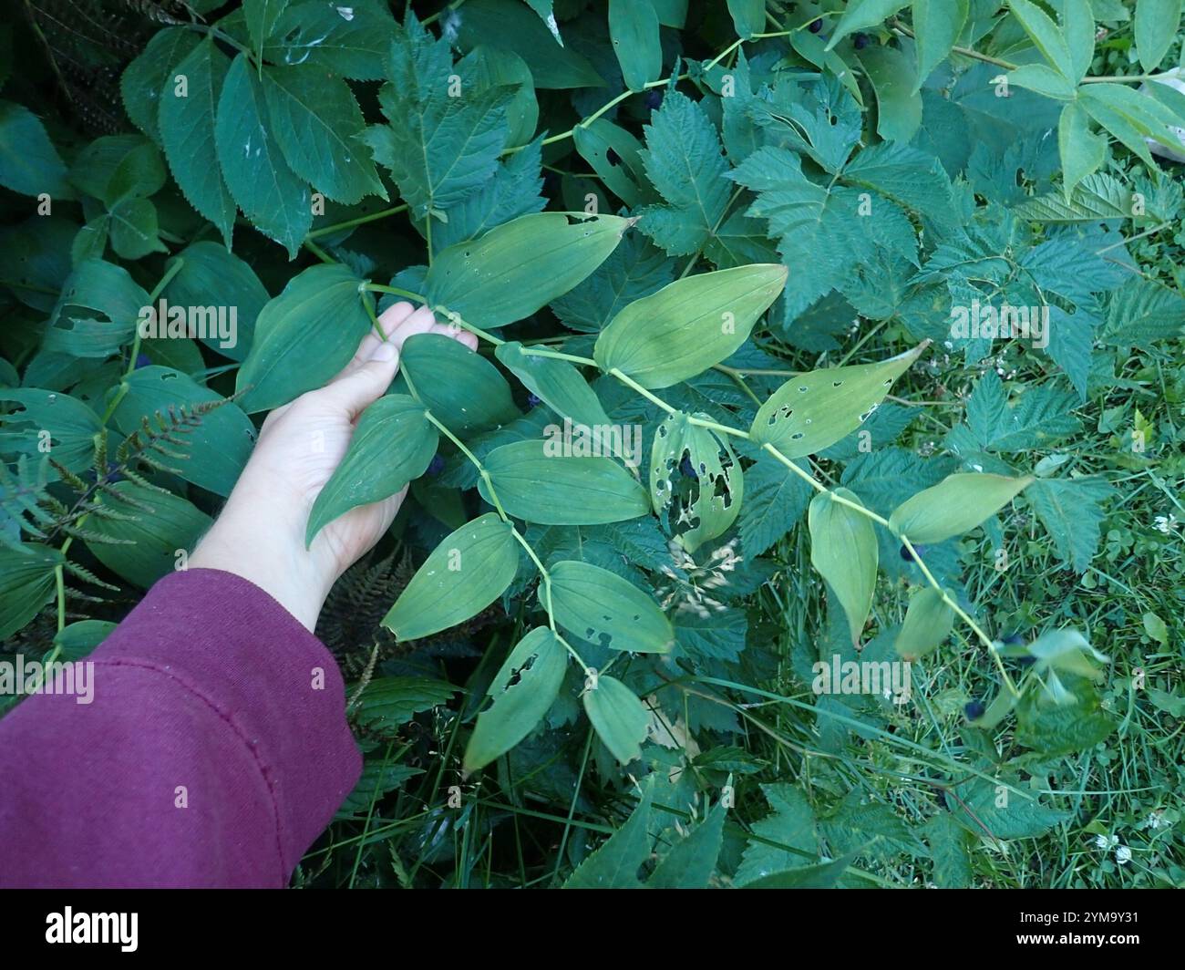 white twisted-stalk (Streptopus amplexifolius Stock Photo - Alamy