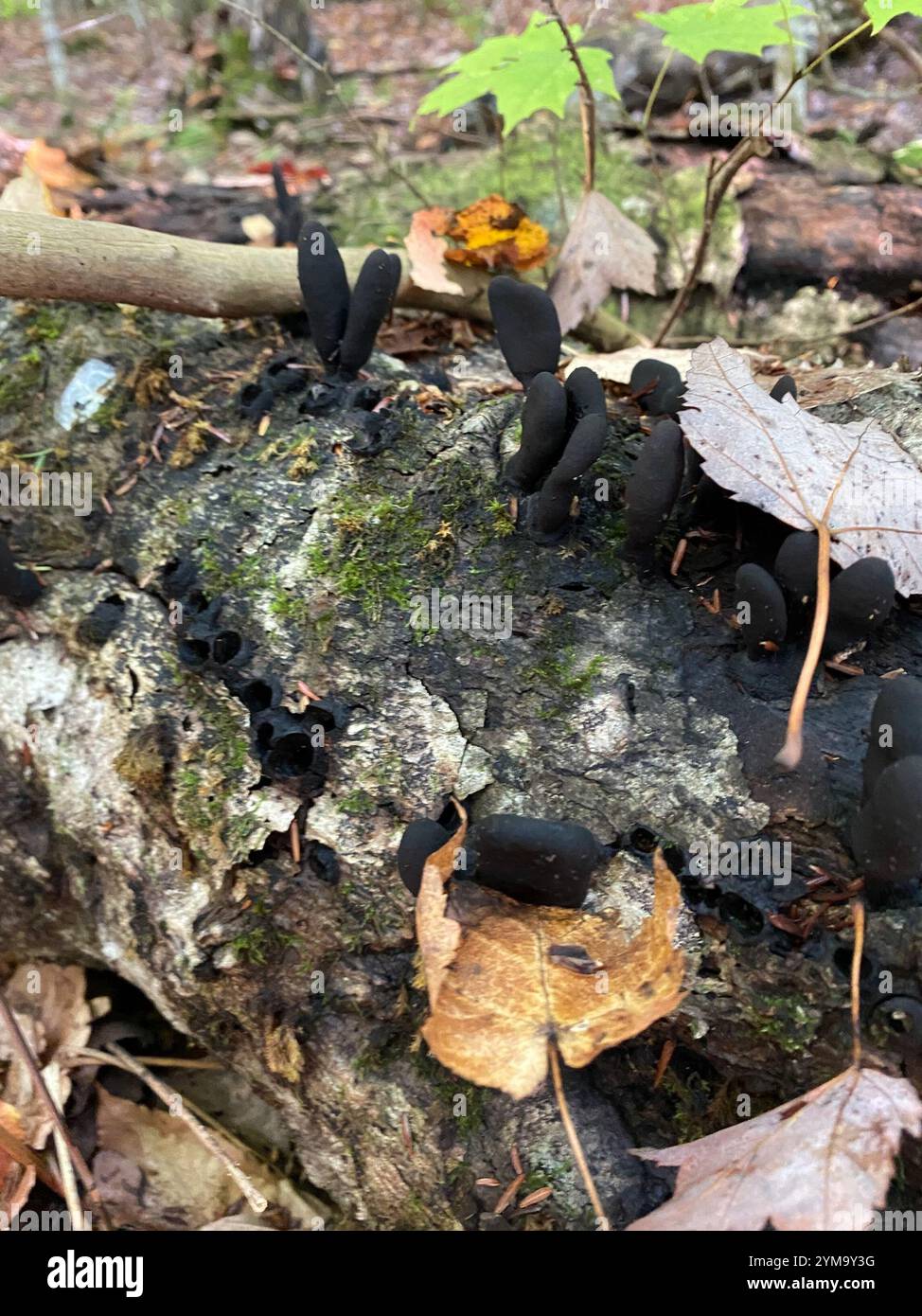 dead man's fingers (Xylaria polymorpha Stock Photo - Alamy