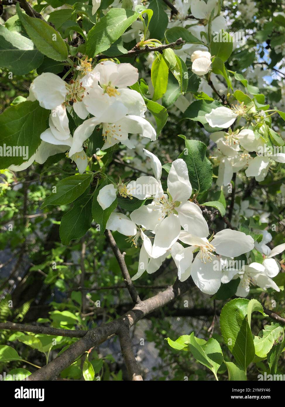 Siberian crabapple (Malus baccata Stock Photo - Alamy